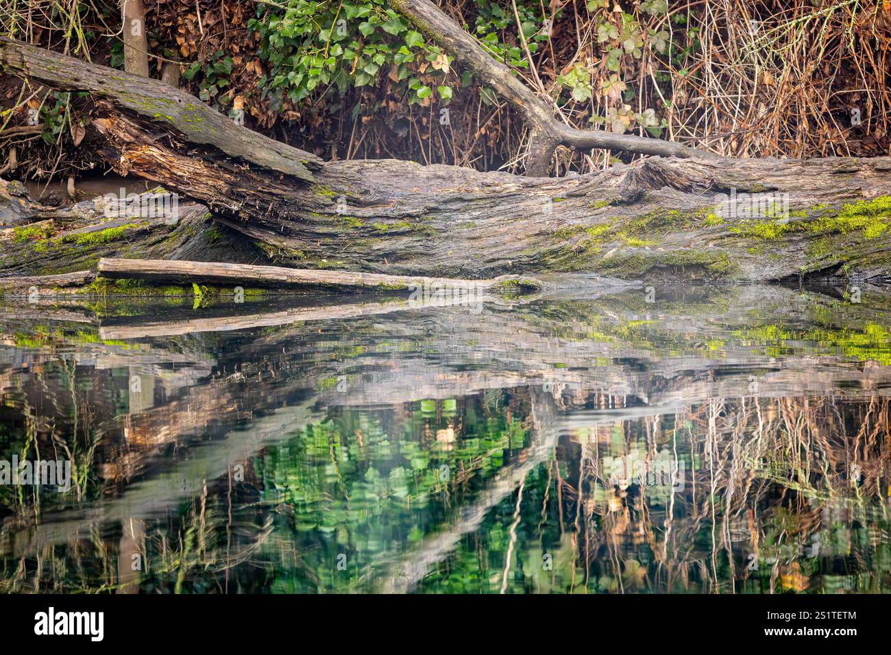 A beautiful reflection of a log at Whitaker Ponds Nature Park in ...