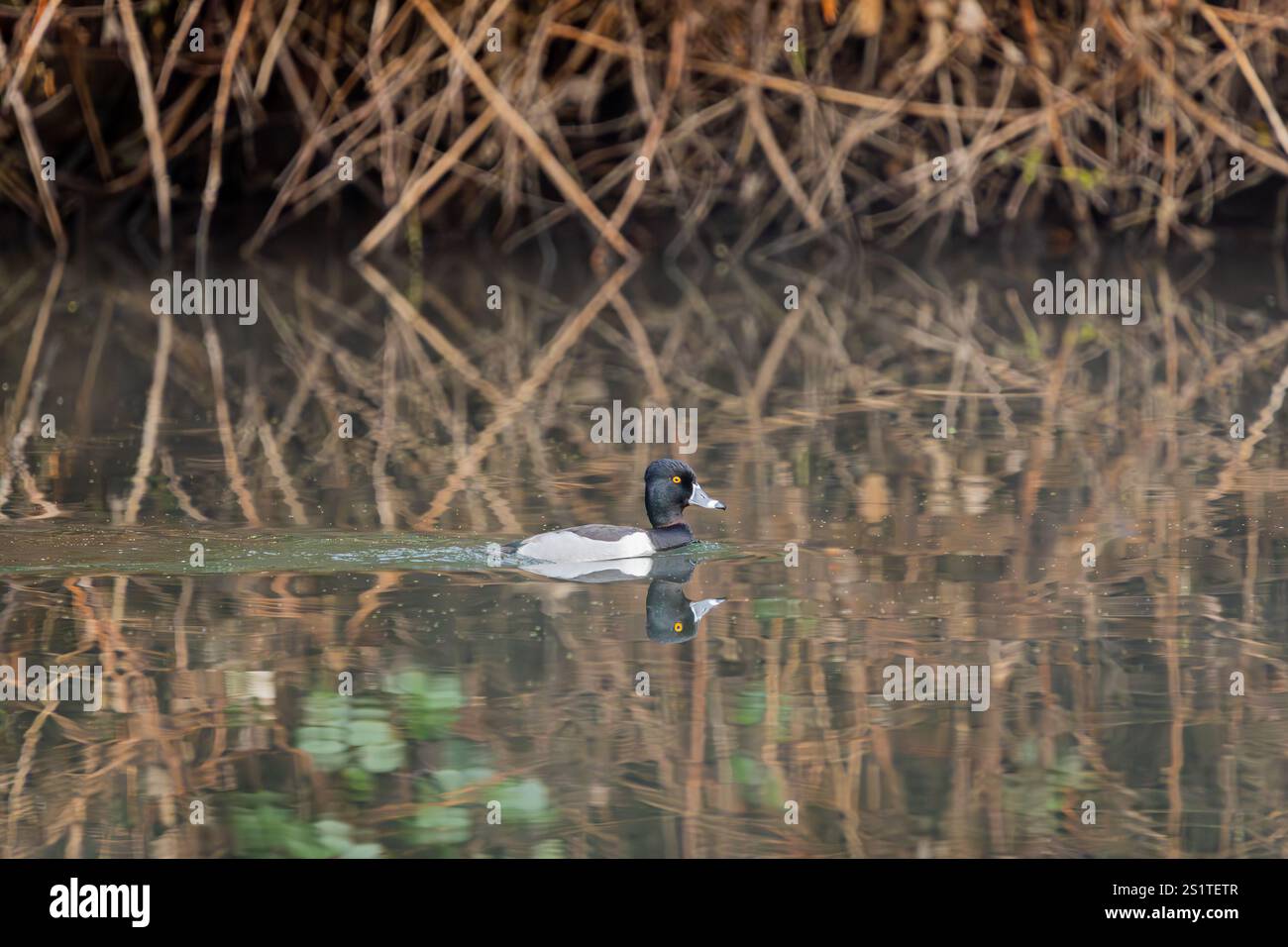 Ring-necked duck swimming in water with nice reflections at Whitaker ...