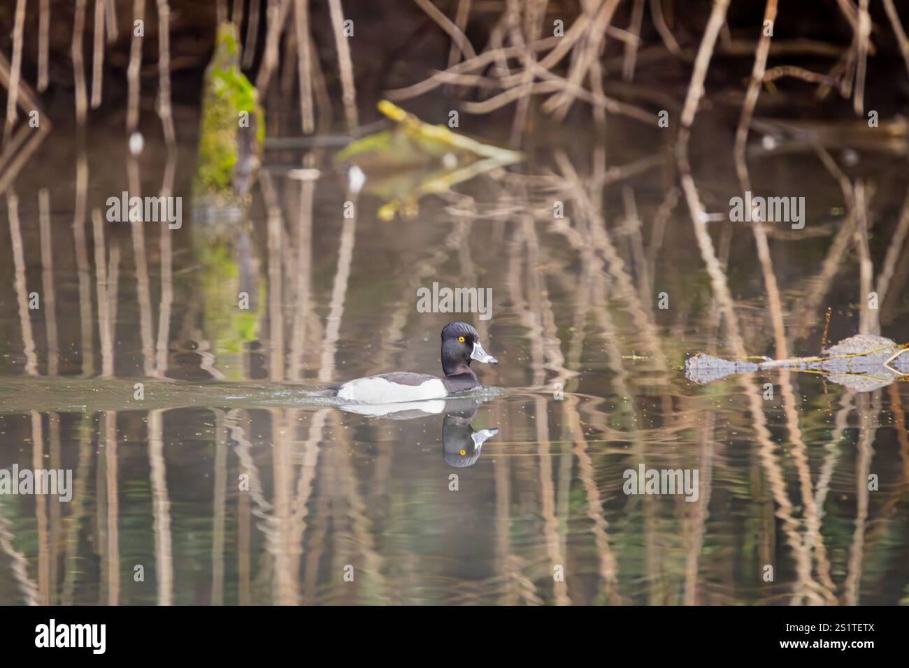 Ring-necked duck swimming in water with nice reflections at Whitaker ...