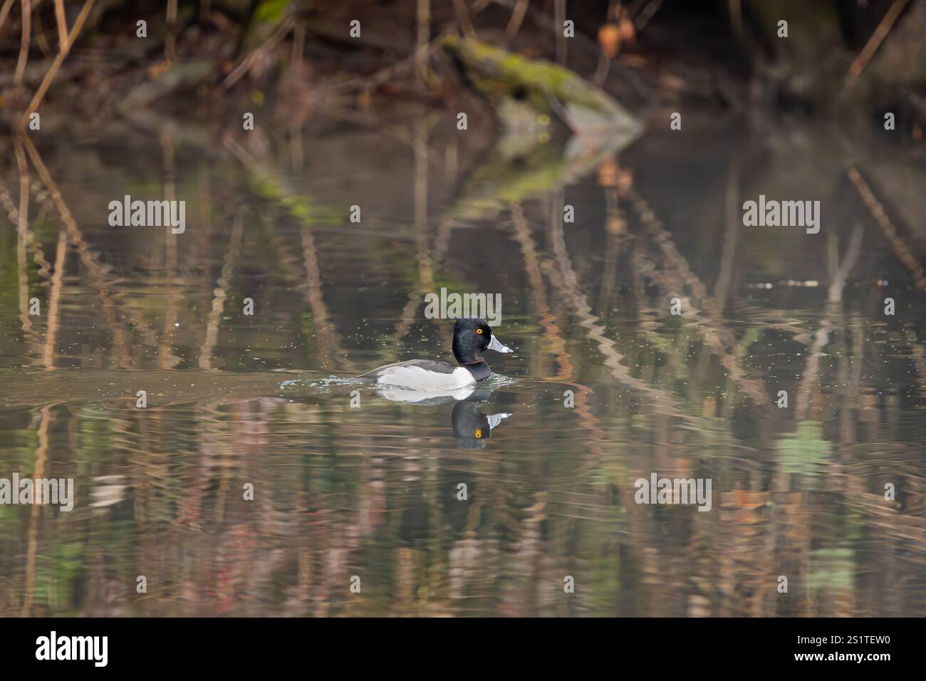 Ring-necked duck swimming in water with nice reflections at Whitaker ...