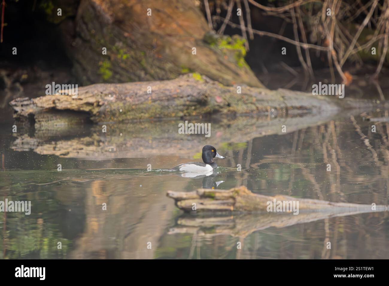 Ring-necked duck swimming in water with nice reflections at Whitaker ...
