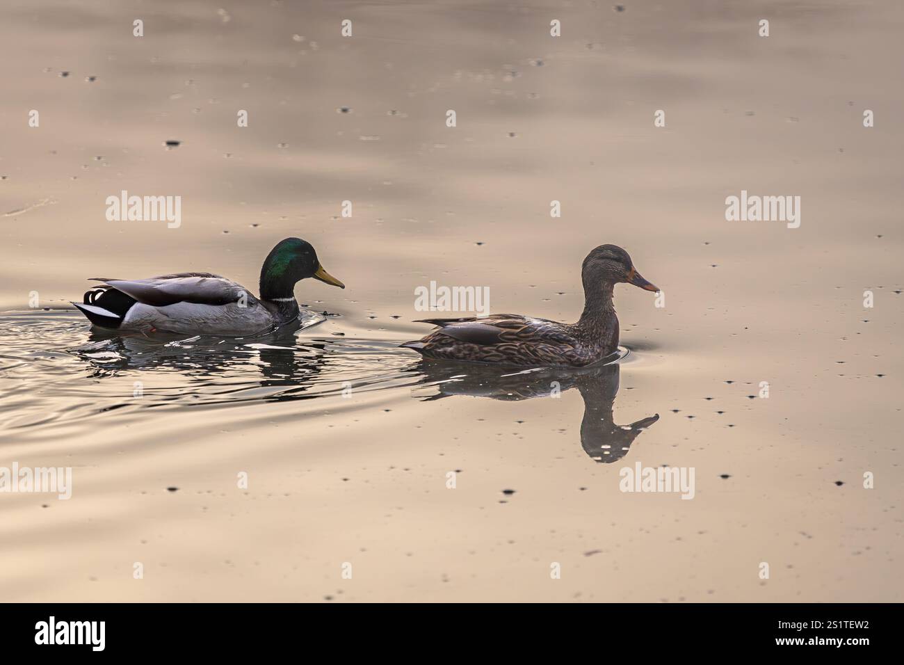 Male and female mallard ducks swimming together at Whitaker Ponds ...