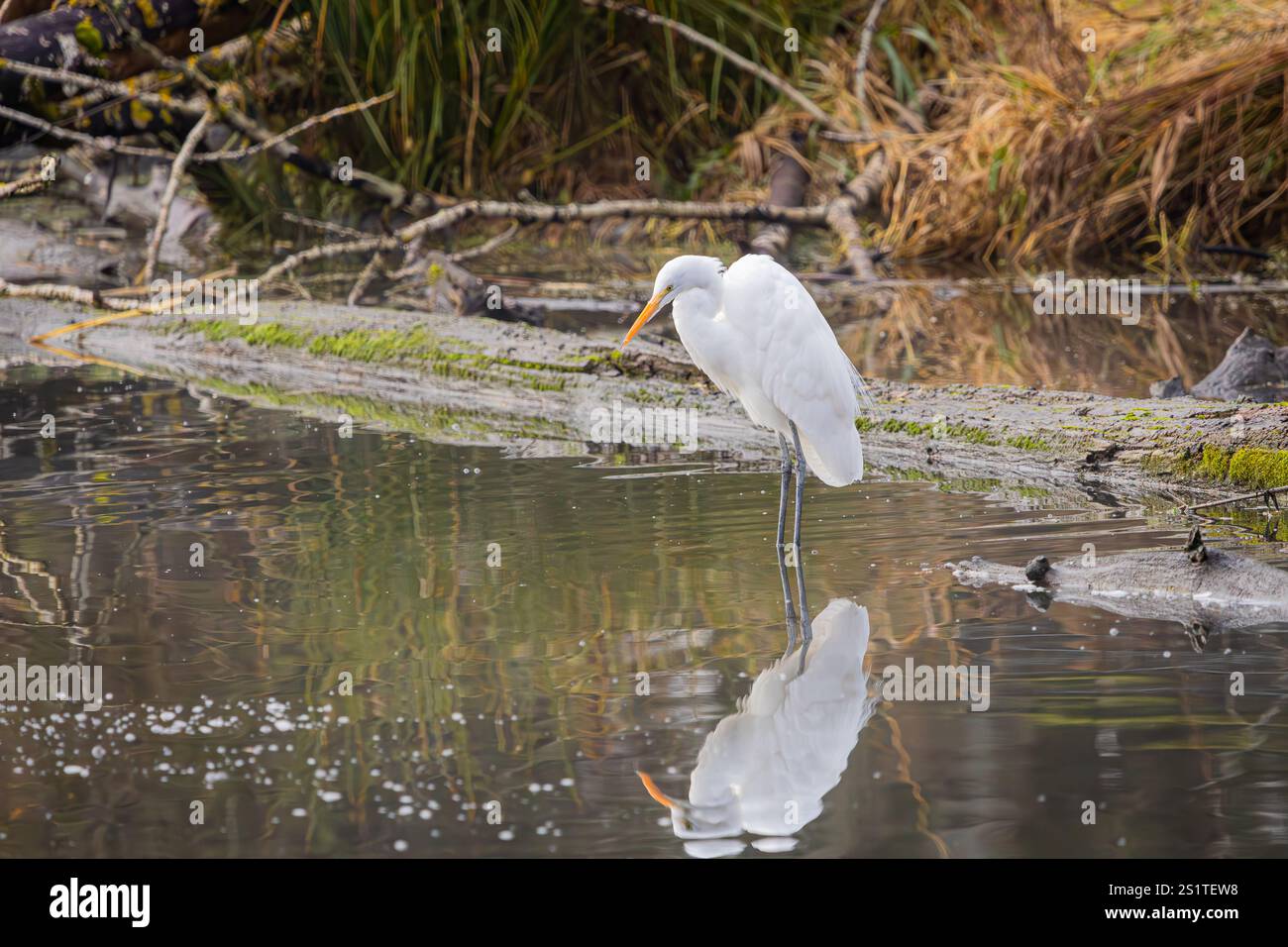 Plumed Egret at Whitaker Ponds Nature Park in Portland Oregon Stock ...