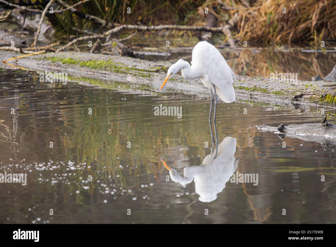 Plumed Egret at Whitaker Ponds Nature Park in Portland Oregon Stock ...
