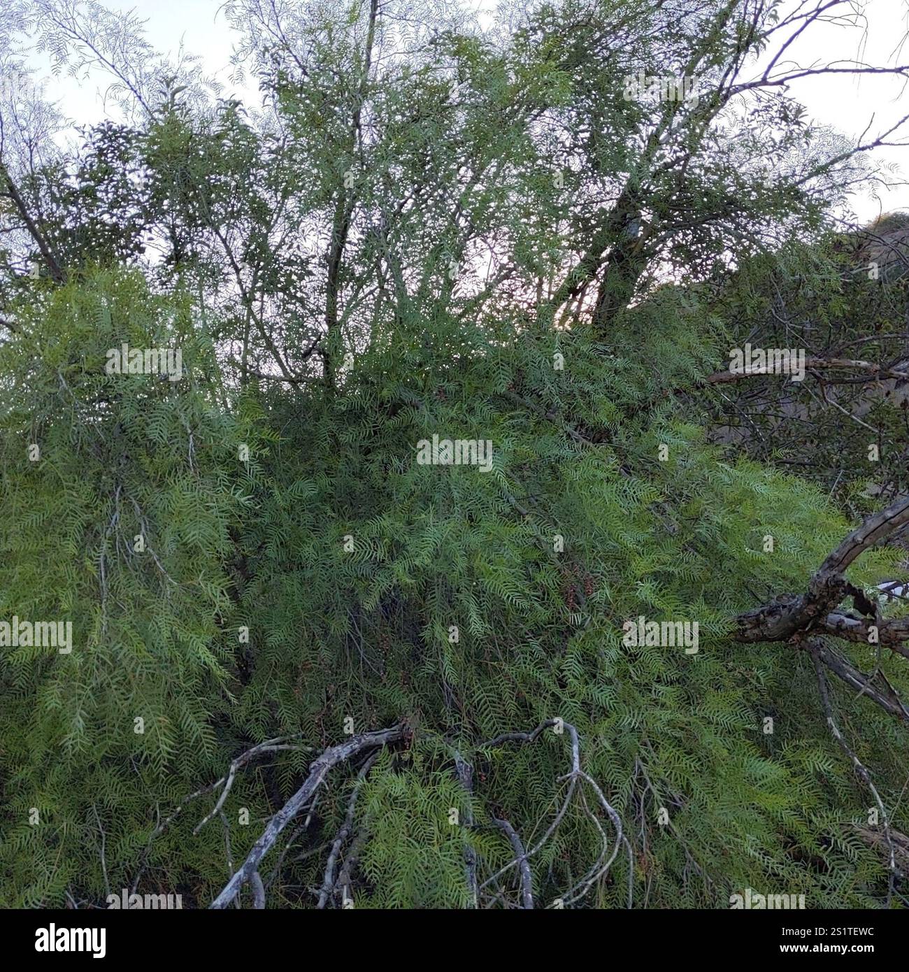 Peruvian Pepper Tree (Schinus molle Stock Photo - Alamy