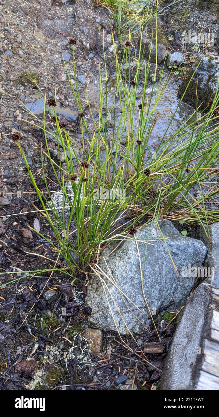 dagger rush (Juncus ensifolius Stock Photo - Alamy