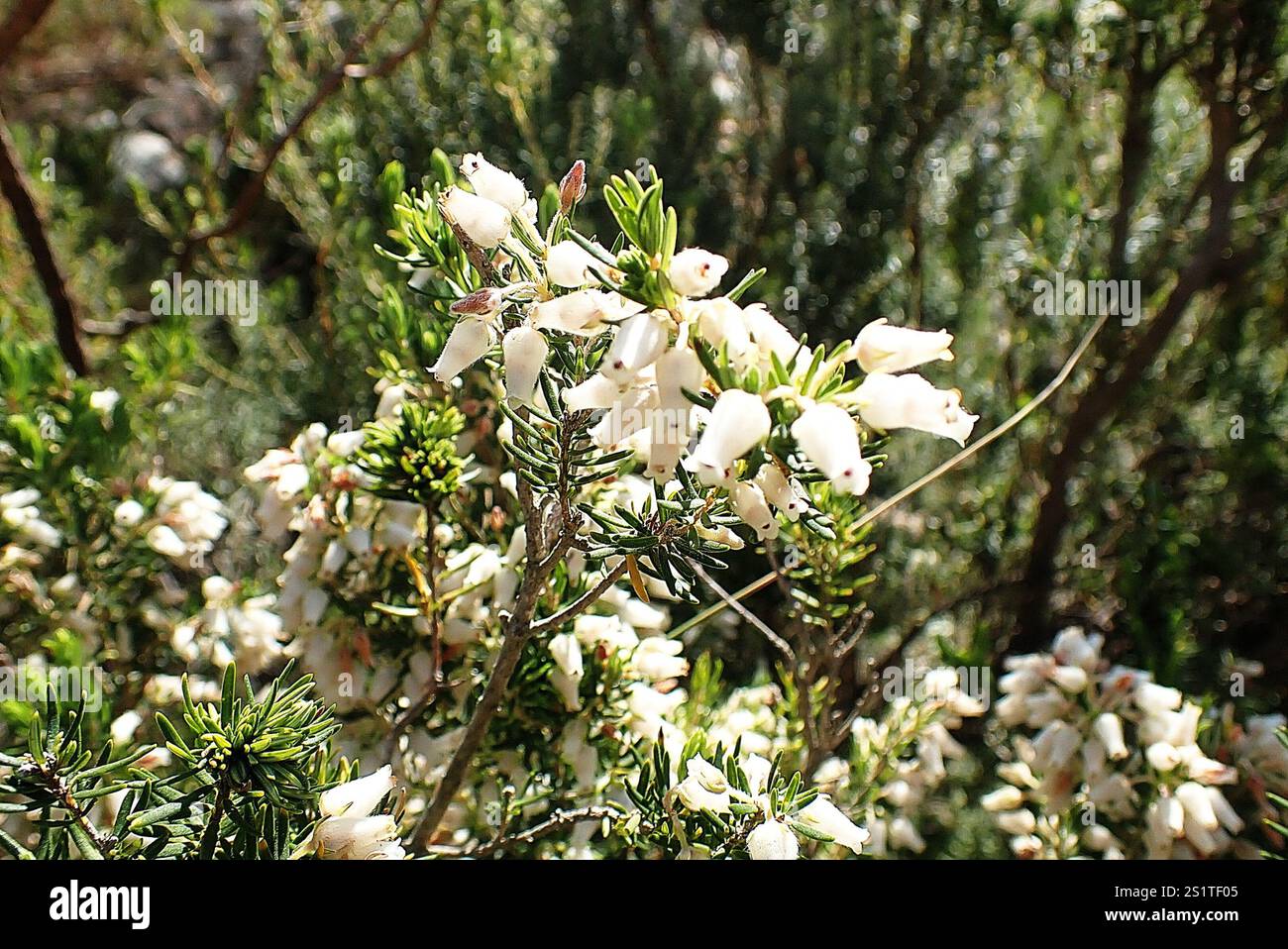 Water Heath (Erica afra Stock Photo - Alamy