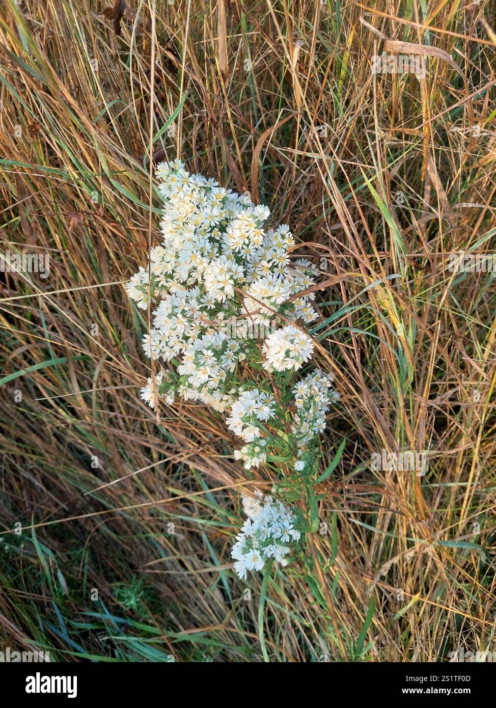 white heath aster (Symphyotrichum ericoides Stock Photo - Alamy