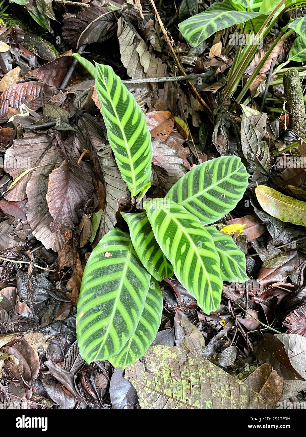 Zebra-plant (Goeppertia zebrina Stock Photo - Alamy