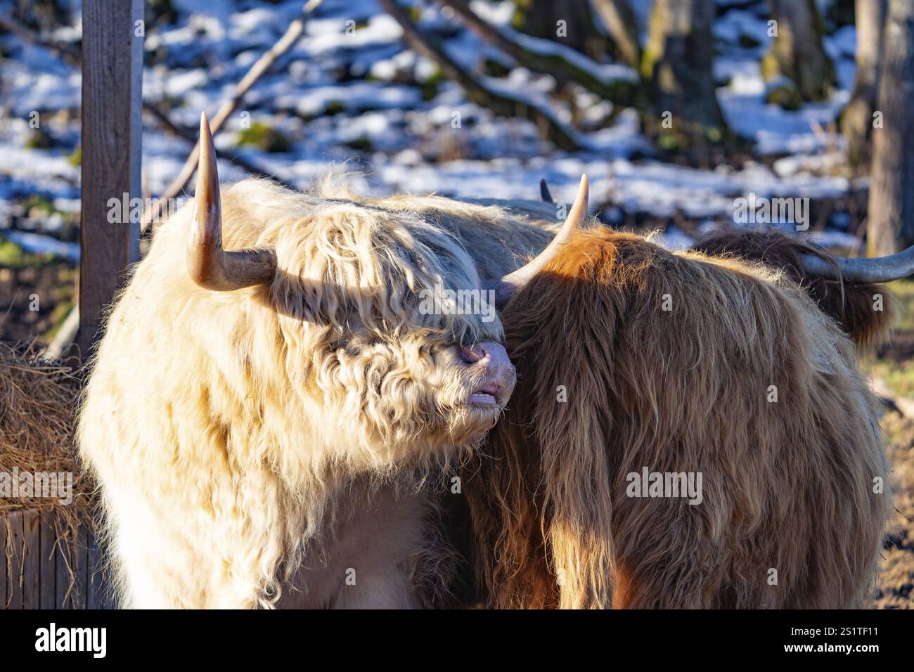 Two Highland cows of different colours standing next to each other in ...