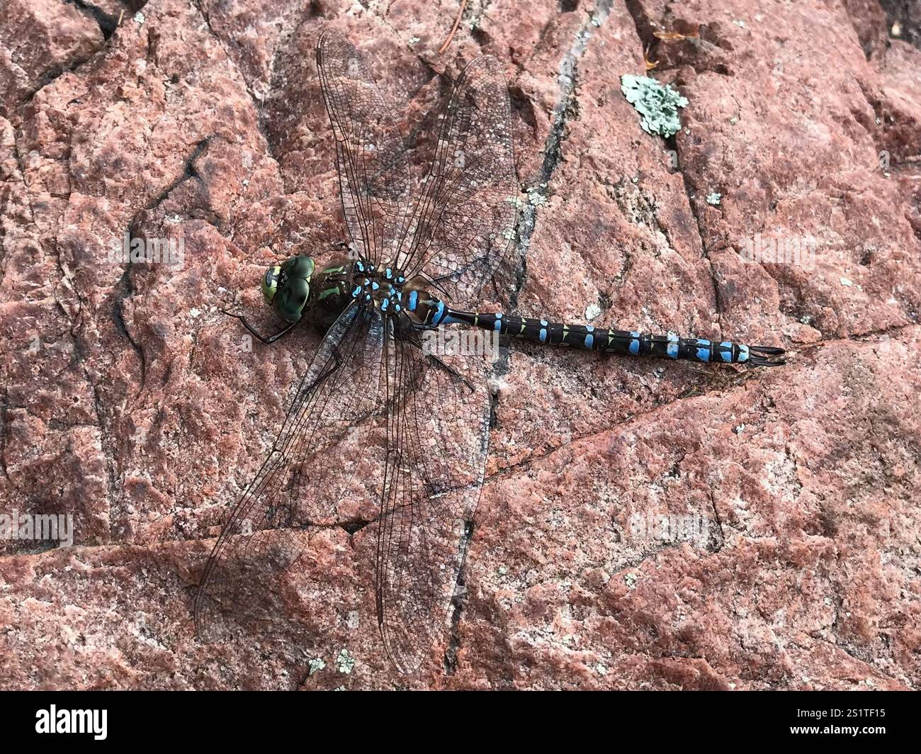 Lake Darner (Aeshna eremita Stock Photo - Alamy