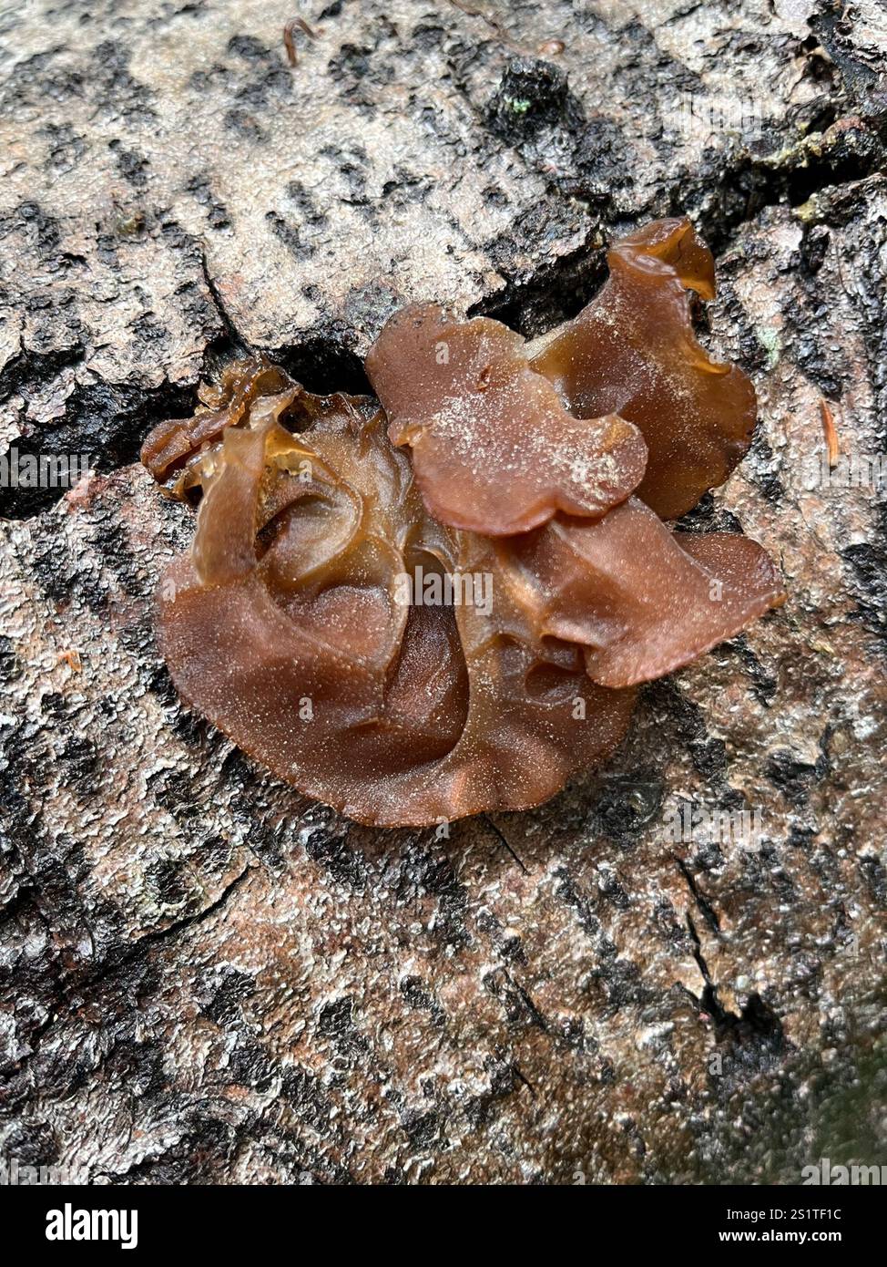 Jelly Tree Ear (Auricularia americana Stock Photo - Alamy