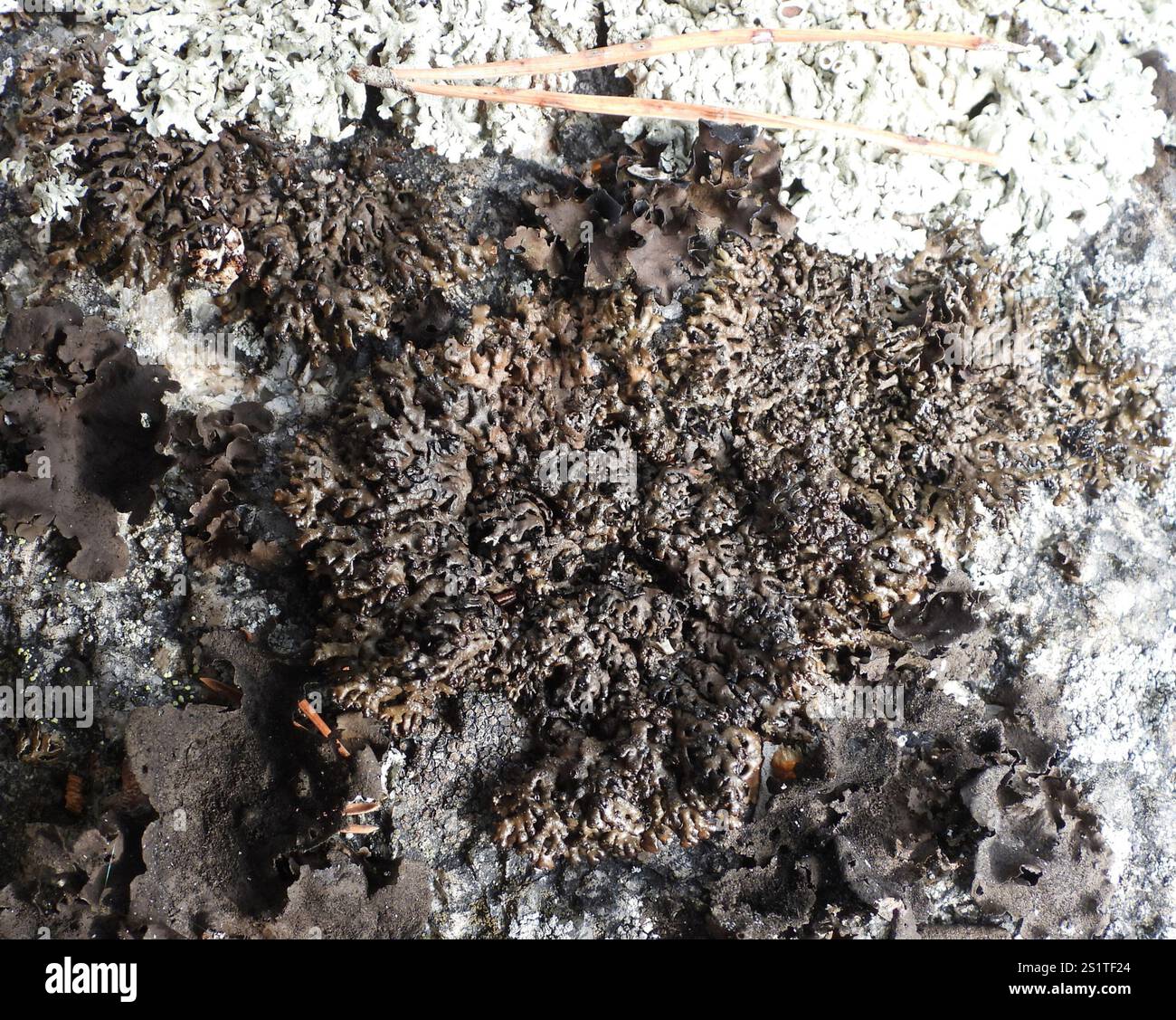 Stygian Black-parmelia (Melanelia stygia Stock Photo - Alamy