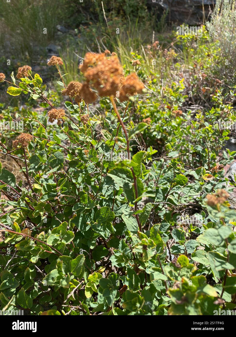 Mountain Spirea (Spiraea splendens Stock Photo - Alamy