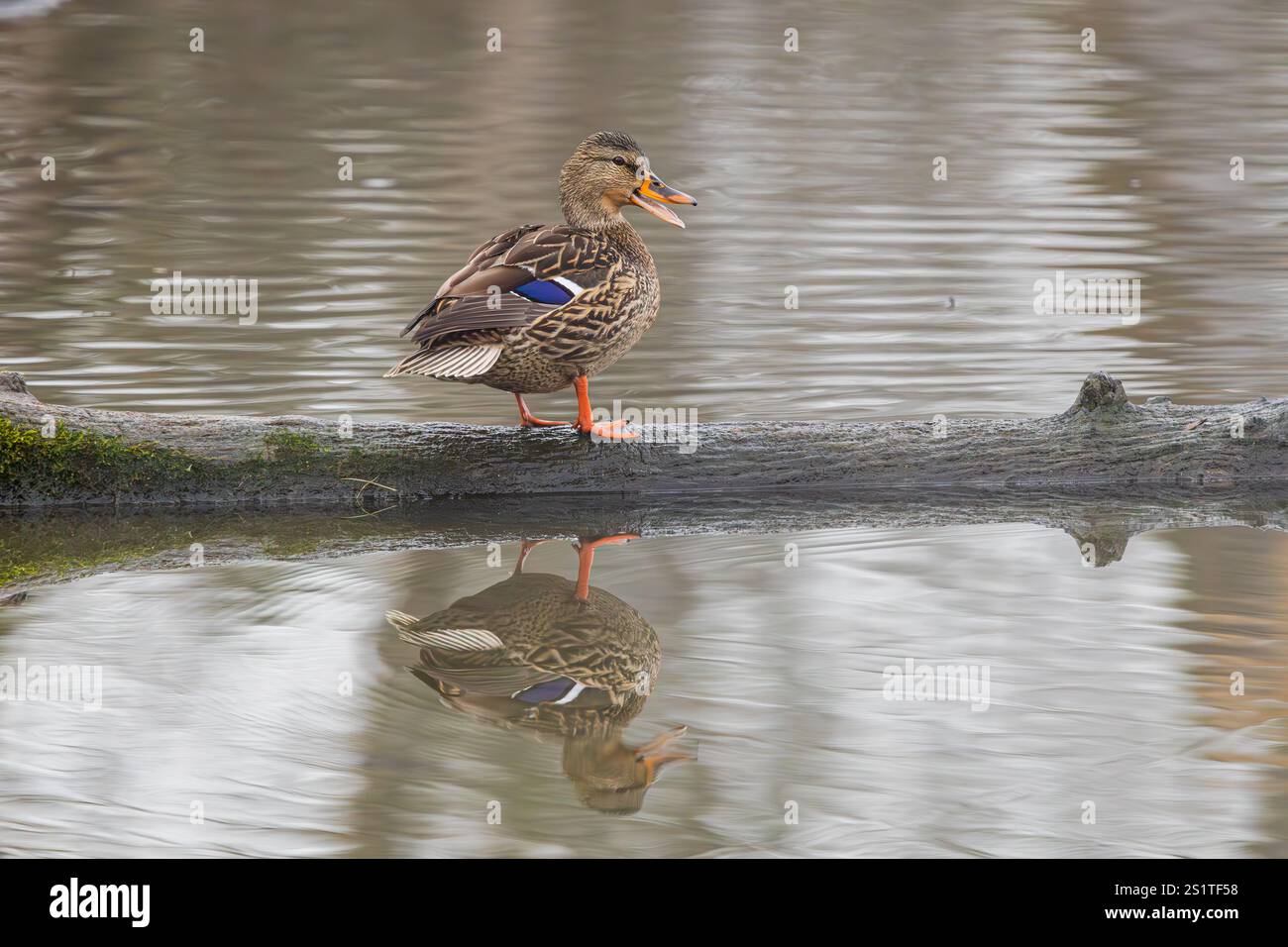 Female Mallard duck standing on a log in a lake with a nice reflection ...