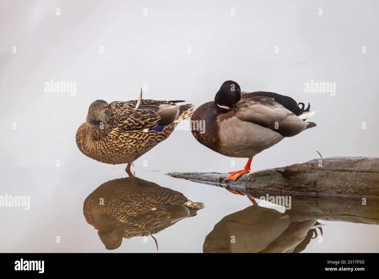 Male and female Mallard ducks resting on a log at Whitaker Ponds Nature ...