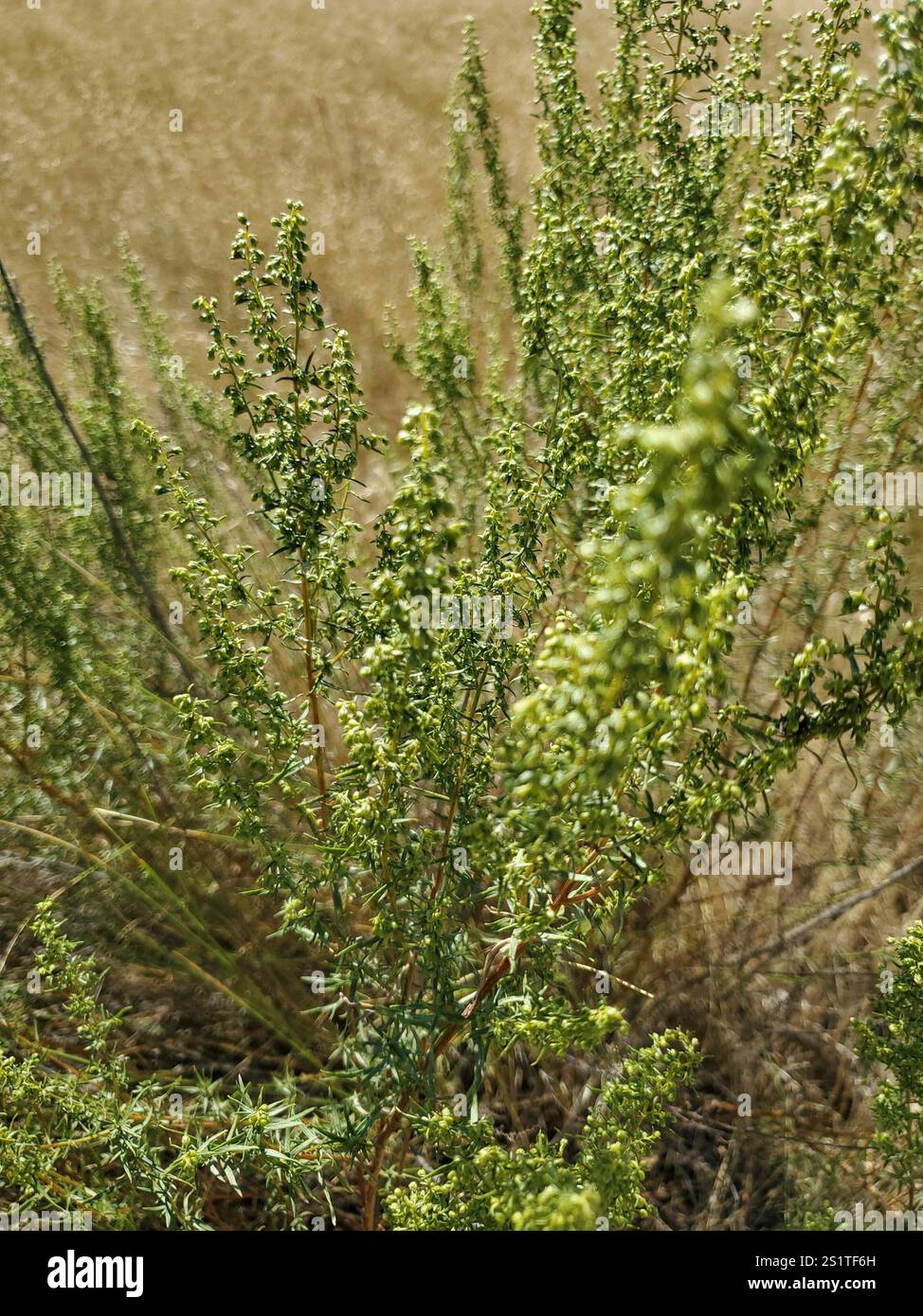 Field Sagewort (Artemisia campestris Stock Photo - Alamy