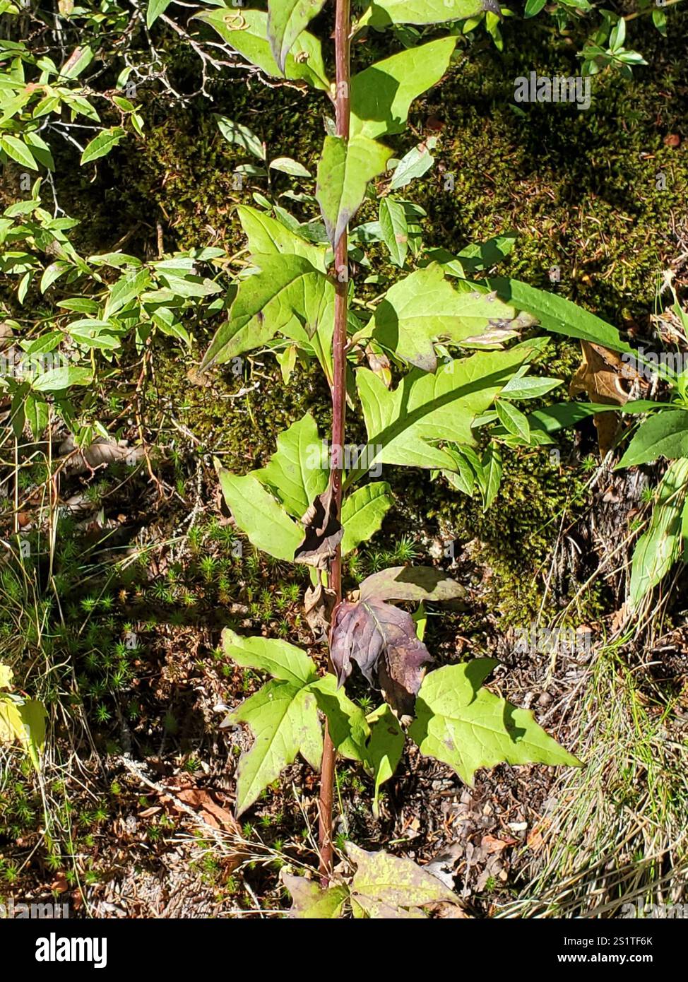 three-leaved rattlesnake root (Nabalus trifoliolatus Stock Photo - Alamy
