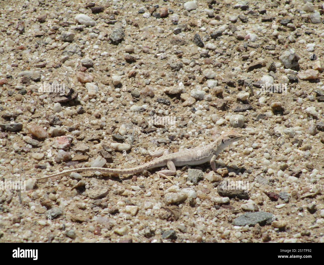 Spotted Desert Lizard (Meroles suborbitalis Stock Photo - Alamy