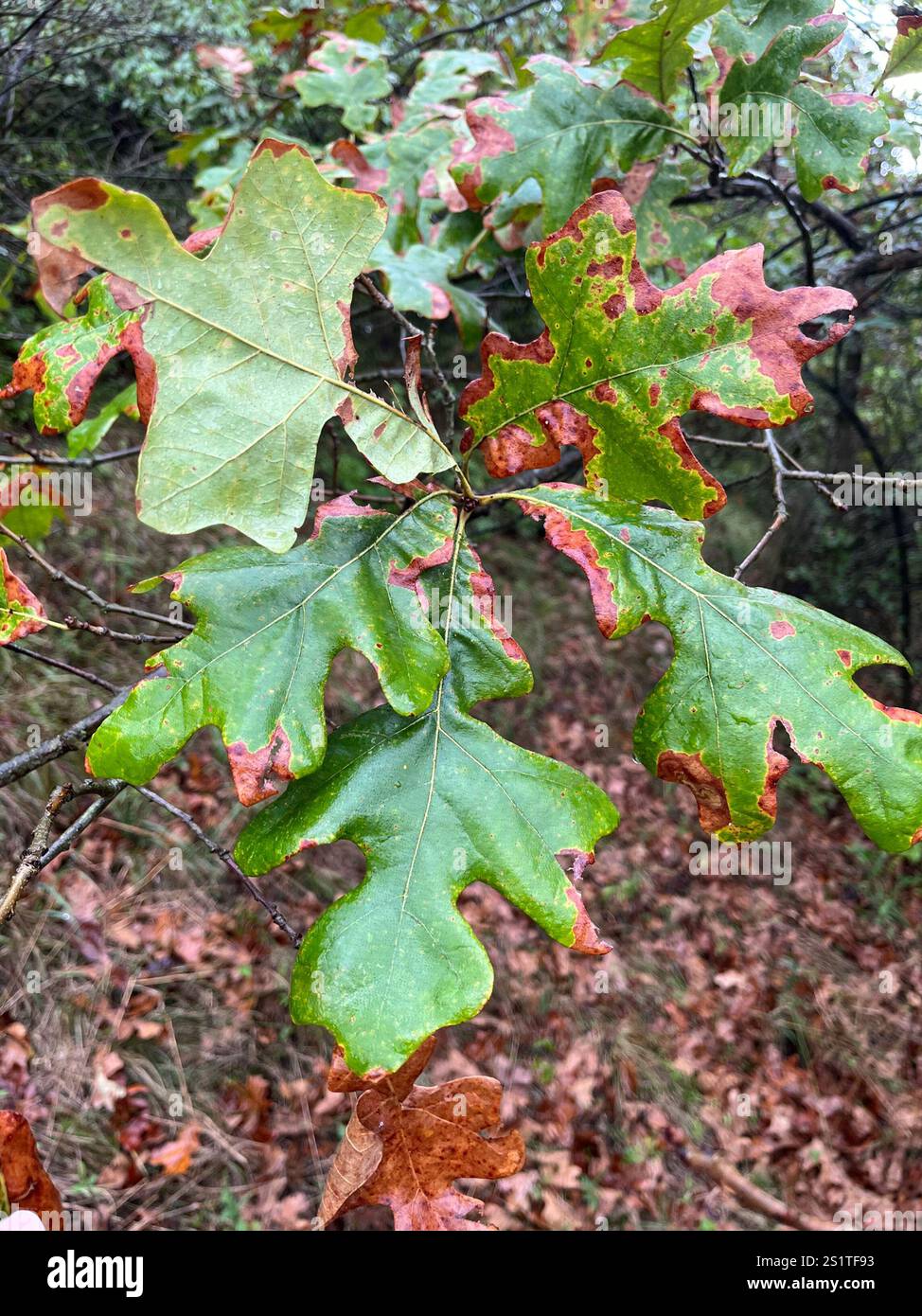 post oak (Quercus stellata Stock Photo - Alamy