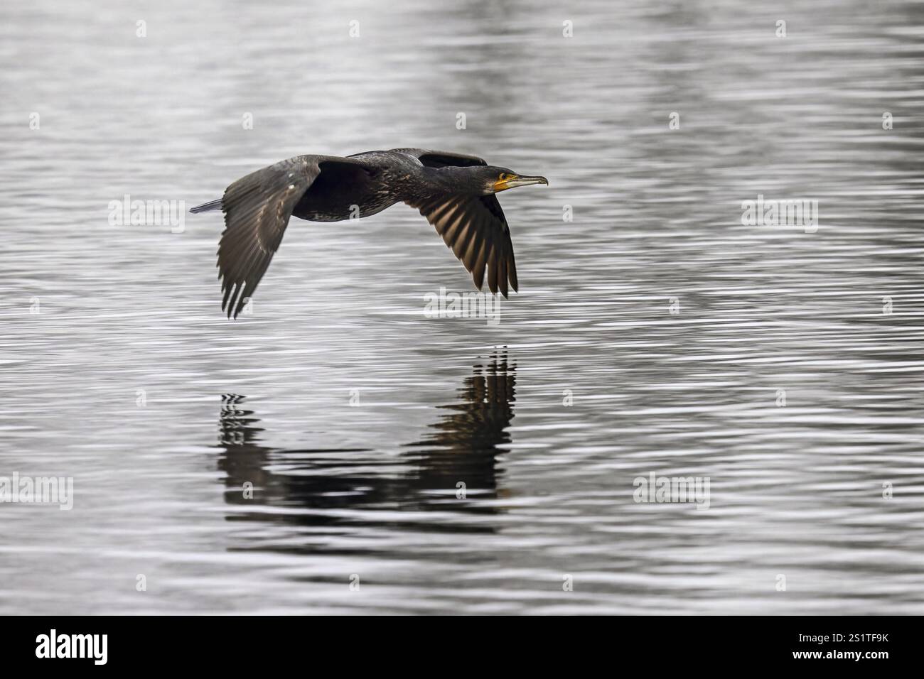 A cormorant flies elegantly just above the surface of the water, wings ...