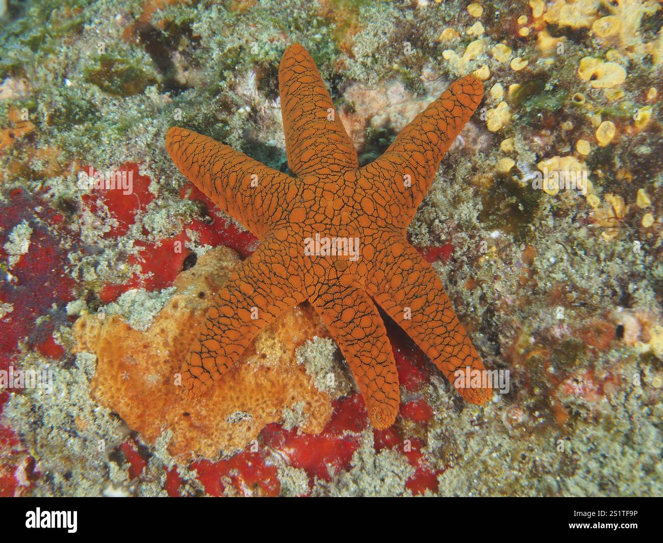 Bright orange starfish, Indian starfish (Fromia indica), in a colourful ...