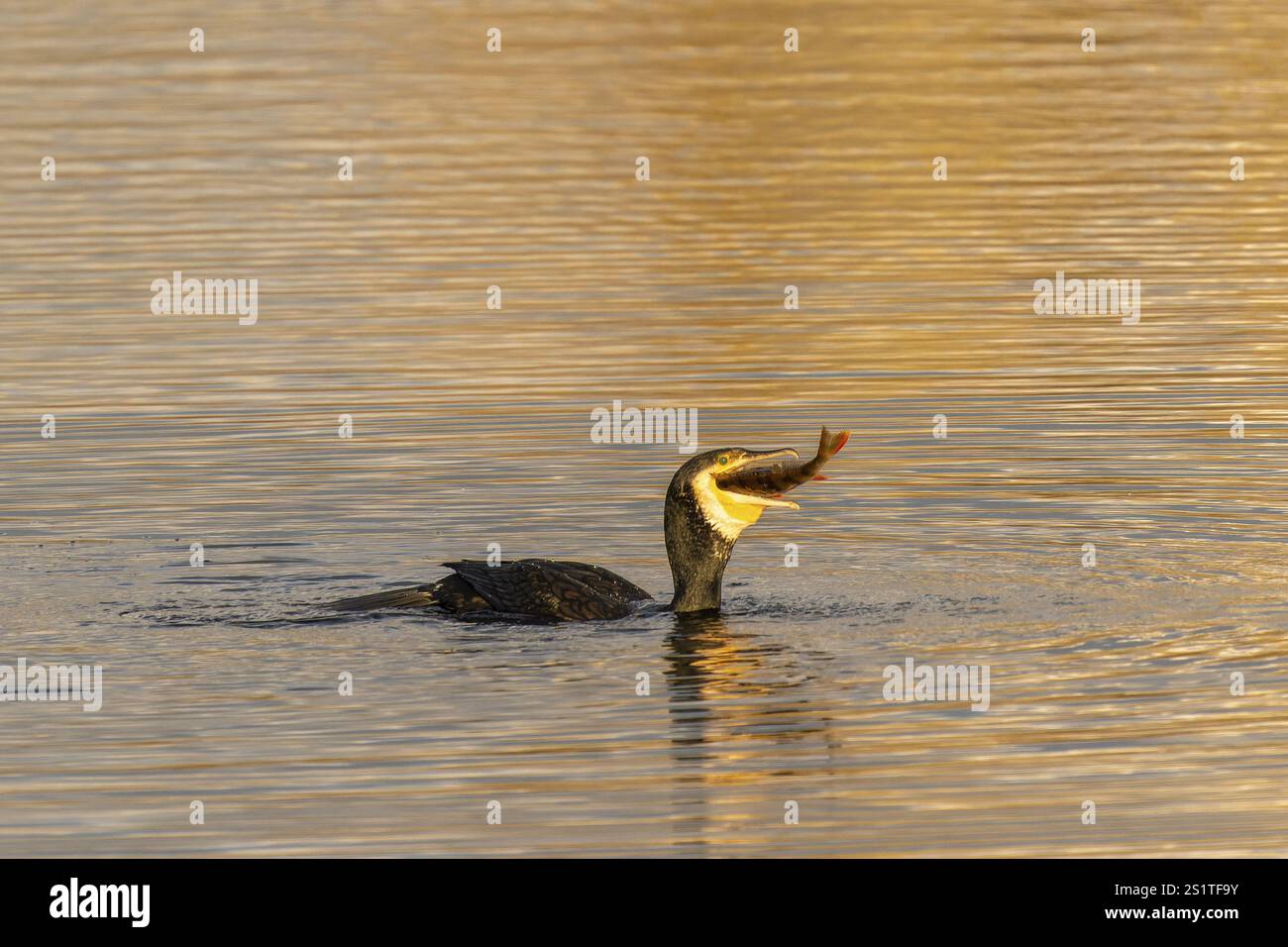 A cormorant has caught a fish and is holding it in its beak, Cormorant ...
