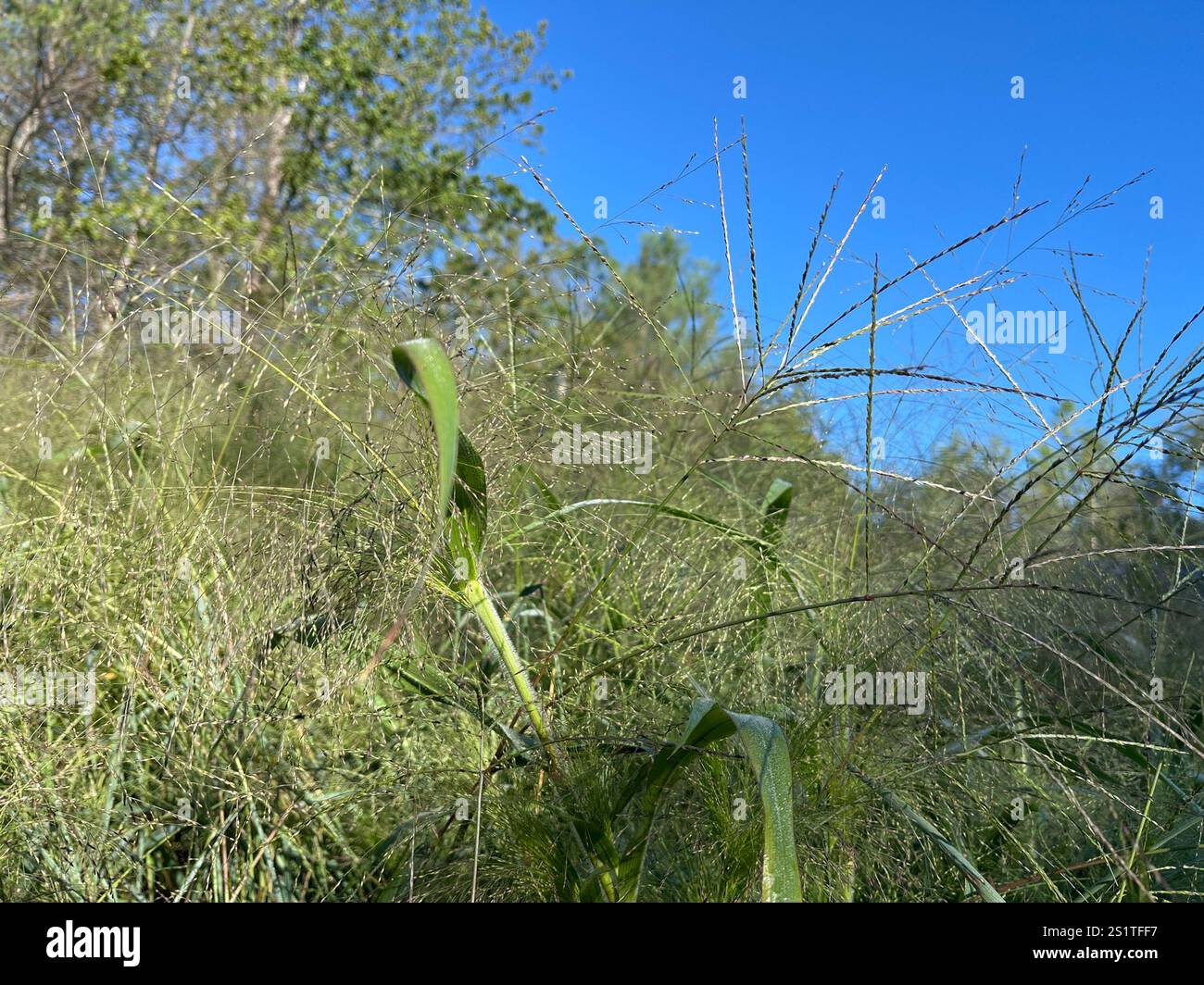 bristlegrasses, rosette grasses, barnyard grasses, and allies (Paniceae ...
