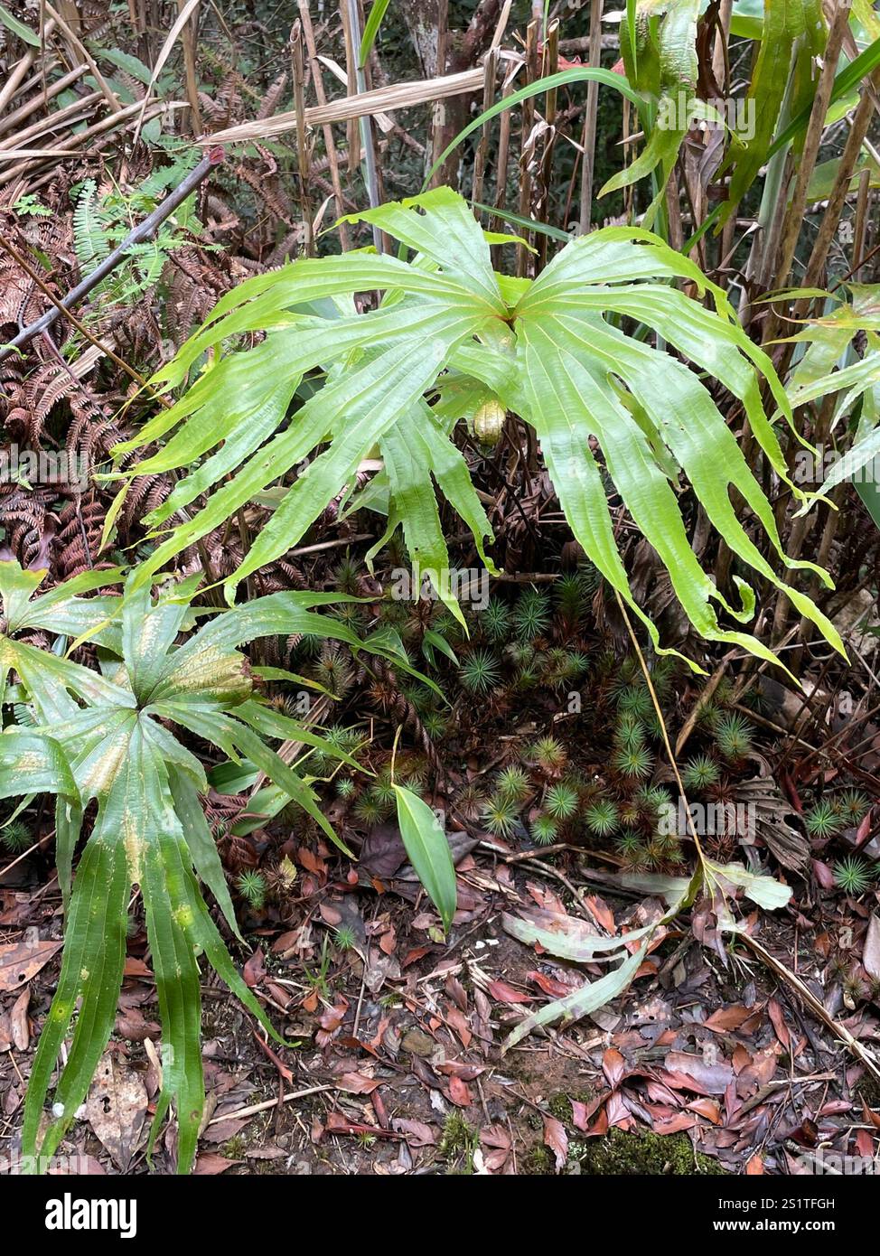 Dipteris fern hi-res stock photography and images - Alamy