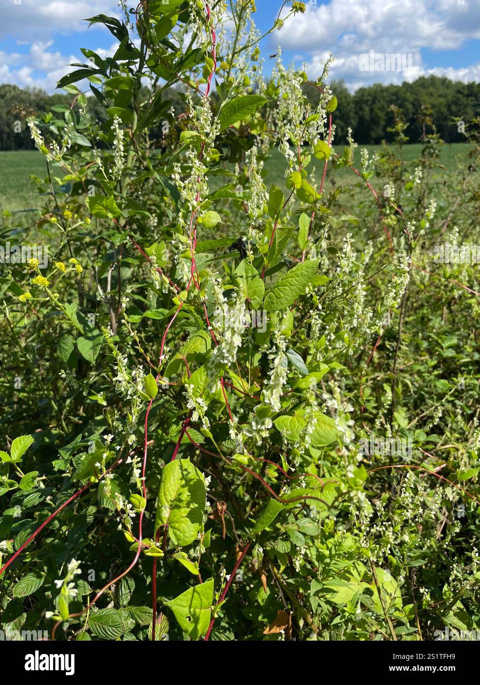 climbing false buckwheat (Fallopia scandens Stock Photo - Alamy