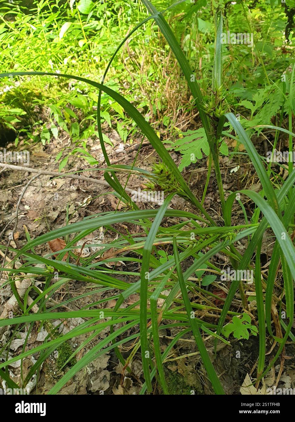 hop sedge (Carex lupulina Stock Photo - Alamy