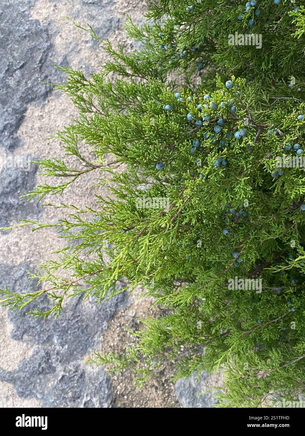 Ashe juniper (Juniperus ashei Stock Photo - Alamy