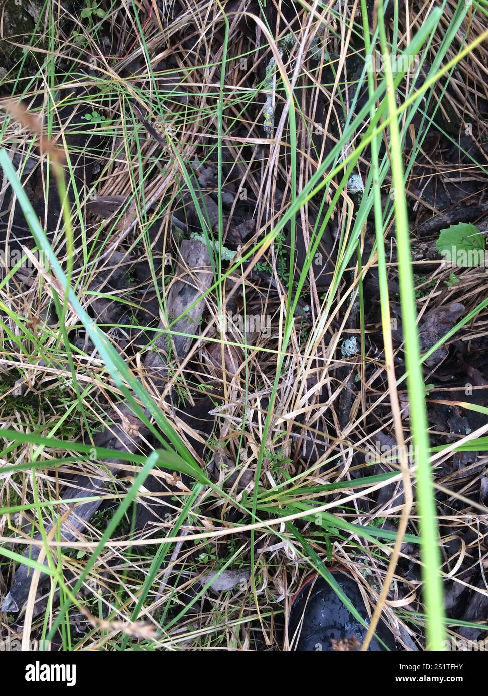 fox sedge (Carex vulpinoidea Stock Photo - Alamy