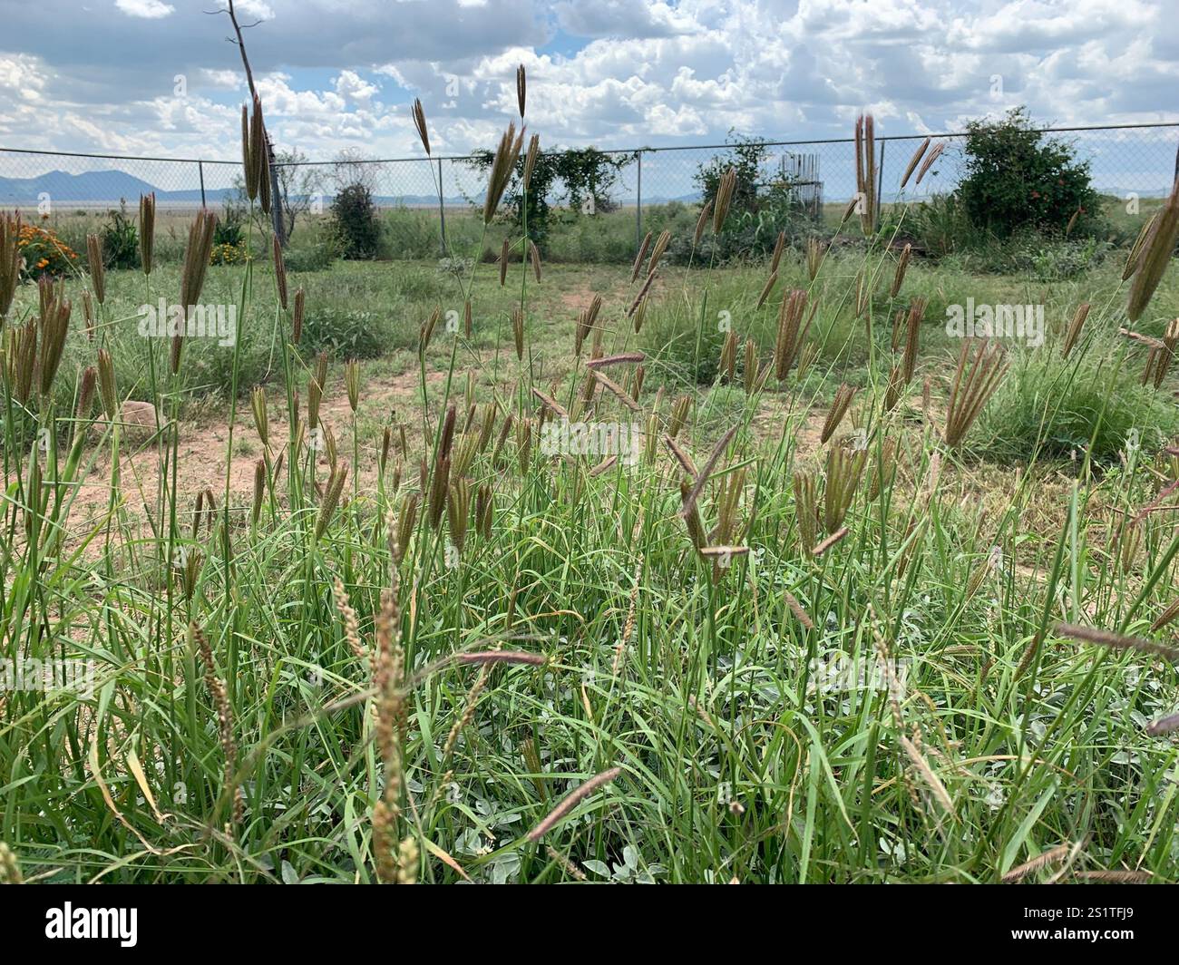 feather finger grass (Chloris virgata Stock Photo - Alamy