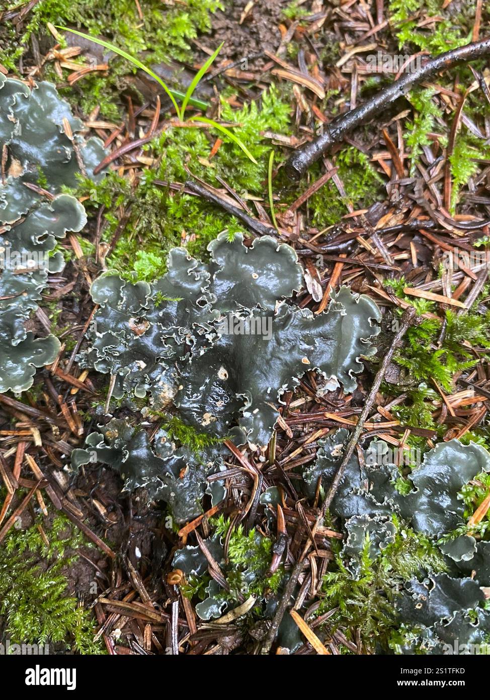 many-fruited pelt lichen (Peltigera polydactylon Stock Photo - Alamy