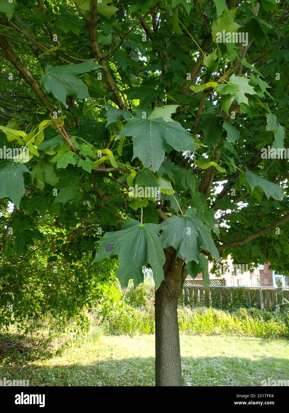 Norway maple (Acer platanoides Stock Photo - Alamy