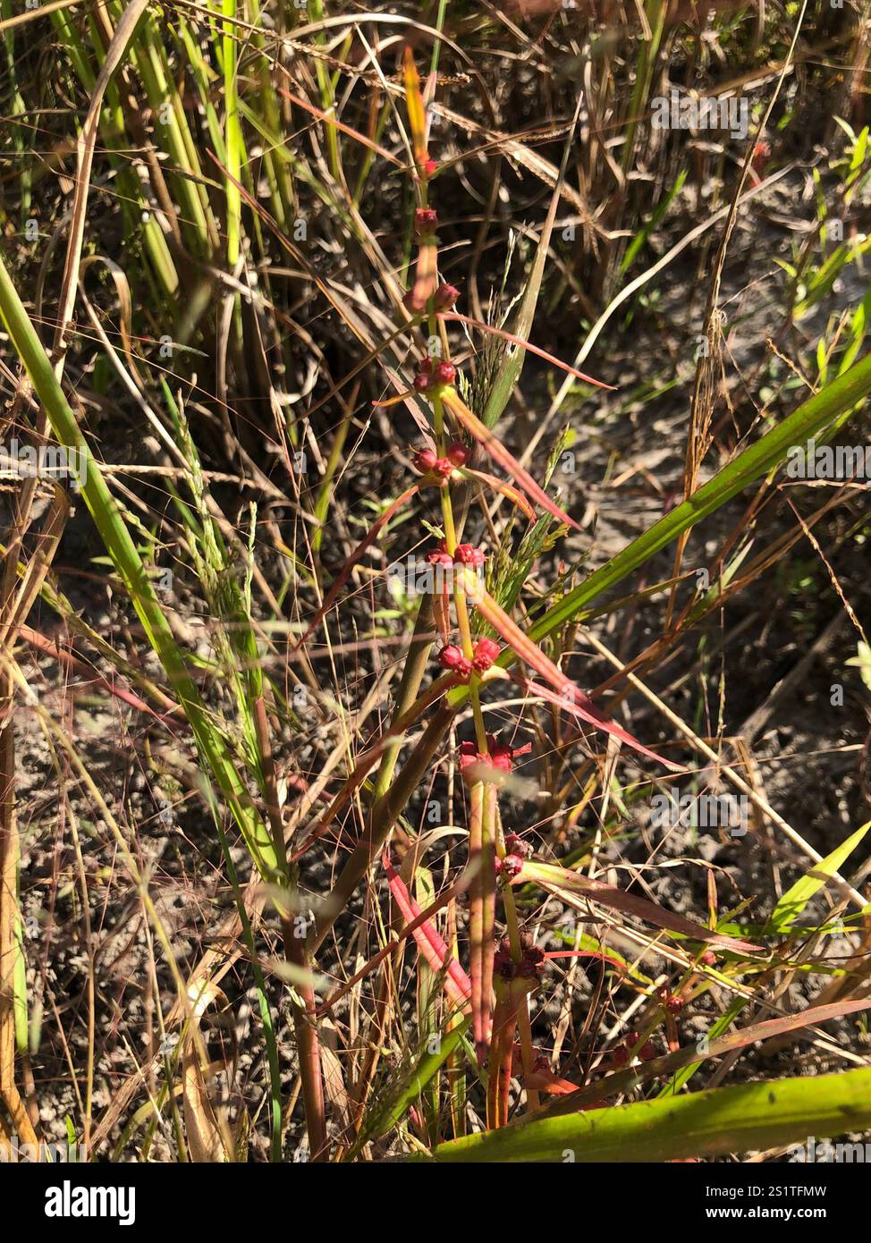 Scarlet Toothcup (Ammannia coccinea Stock Photo - Alamy