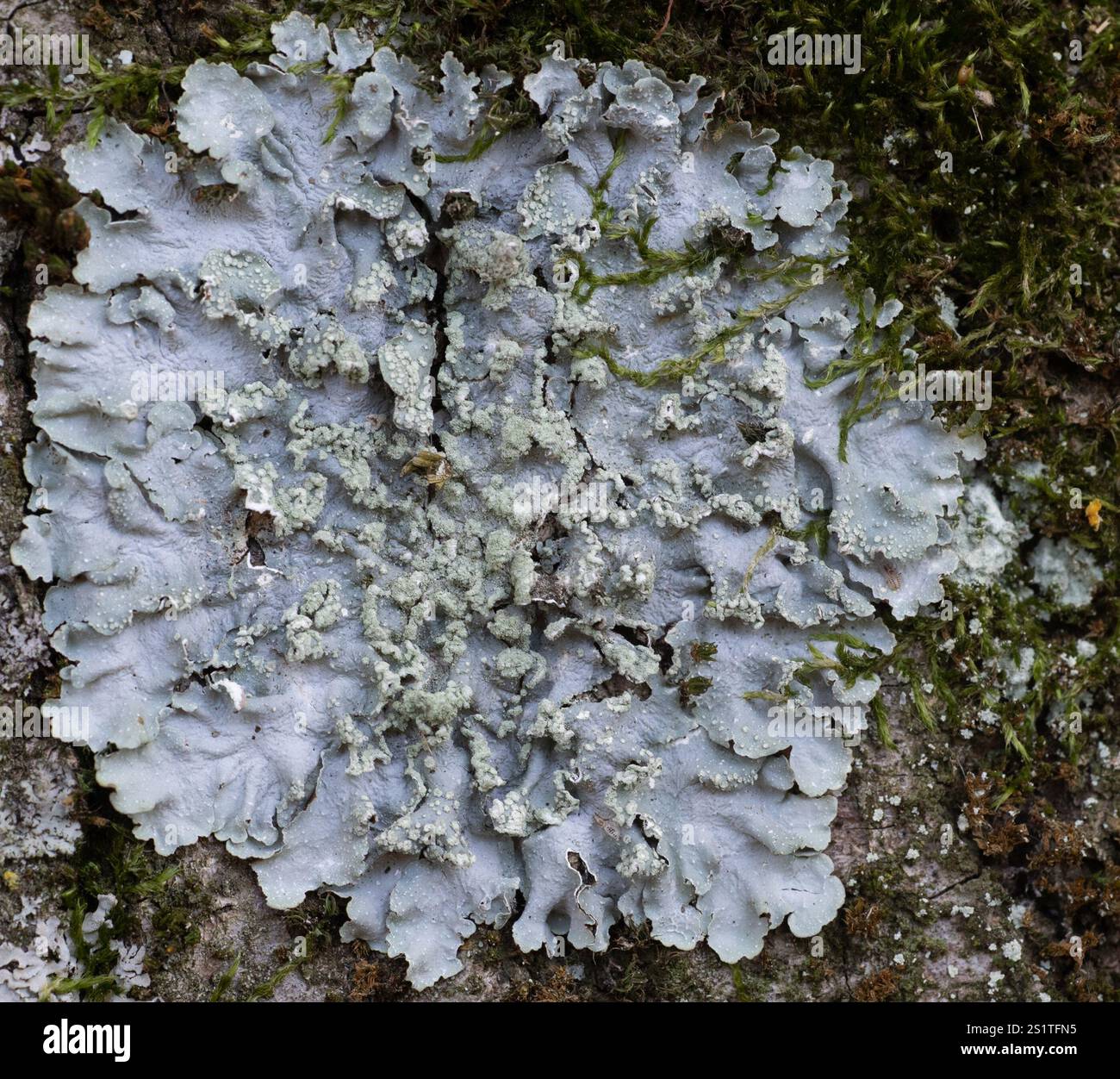 Speckled Shield Lichens (Punctelia Stock Photo - Alamy