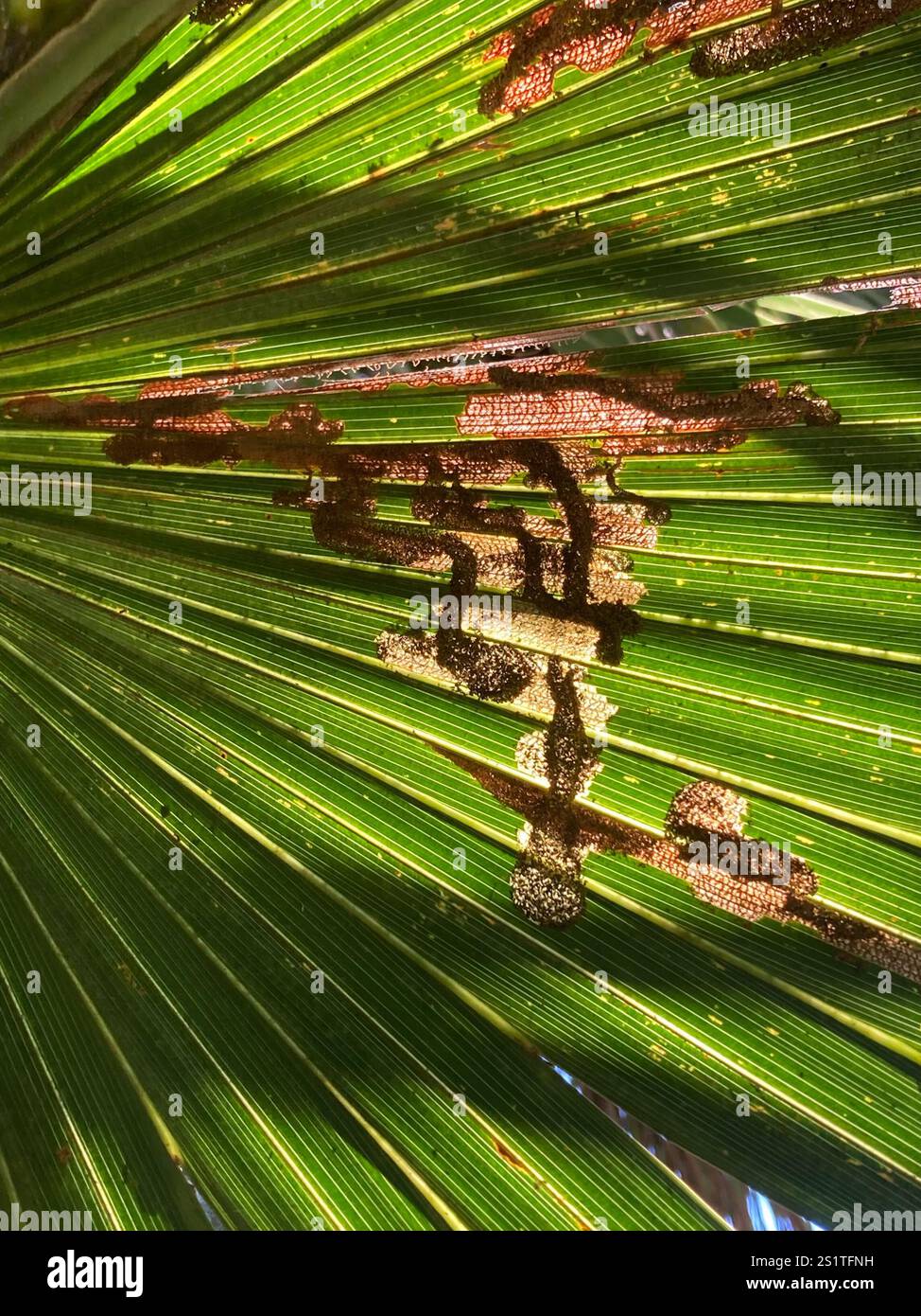 Palm Leaf Skeletonizer Moth (Homaledra sabalella Stock Photo - Alamy