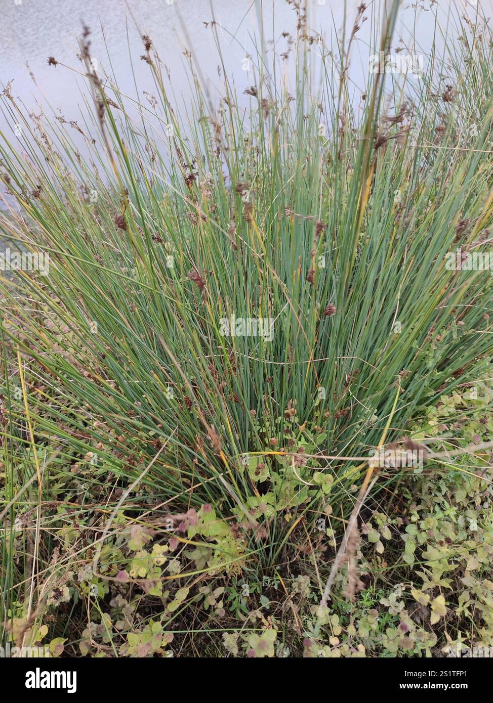 Hard Rush (Juncus inflexus Stock Photo - Alamy
