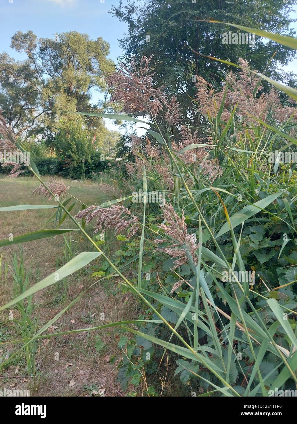 common reed (Phragmites australis Stock Photo - Alamy