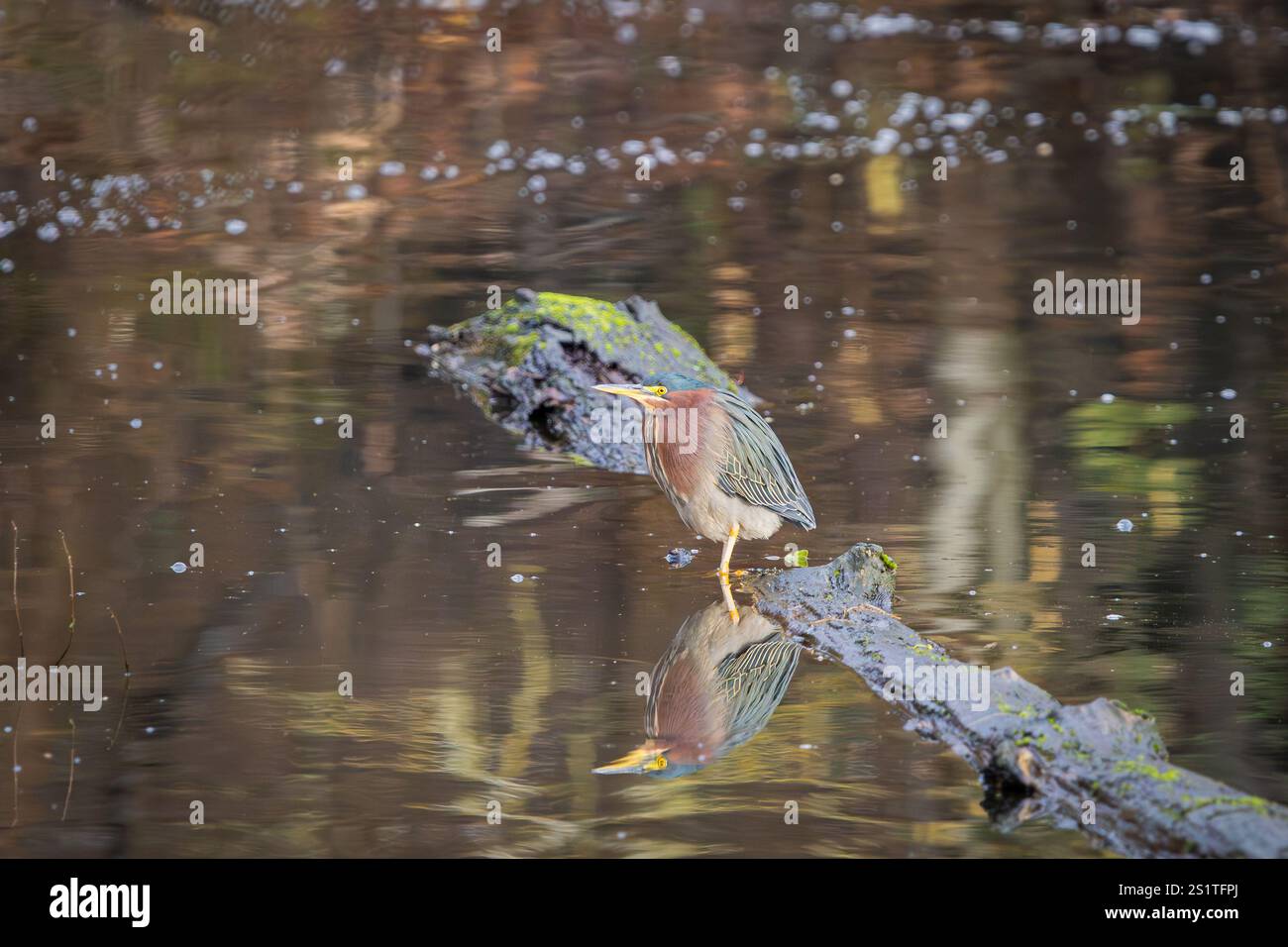 Whitaker pond hi-res stock photography and images - Alamy