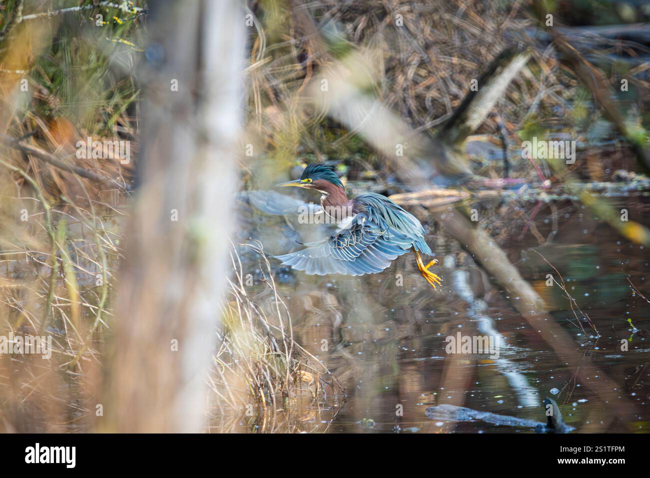 Green Heron flying into the bushes at Whitaker Ponds Nature Park in ...