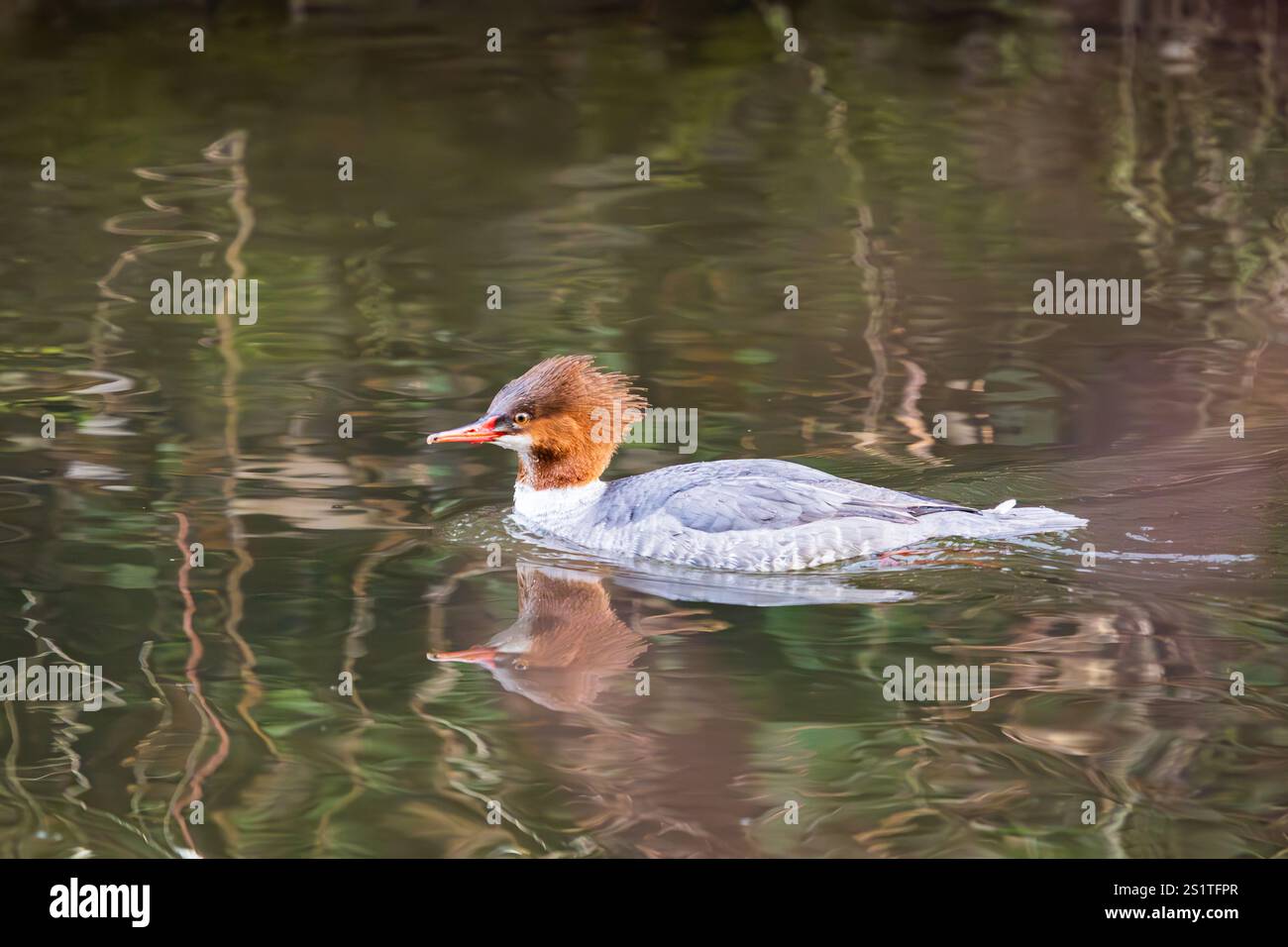 Common Merganser swimming in water with nice reflections at Whitaker ...