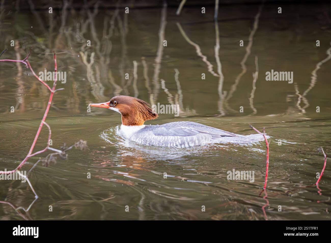 Common Merganser swimming in water with nice reflections at Whitaker ...