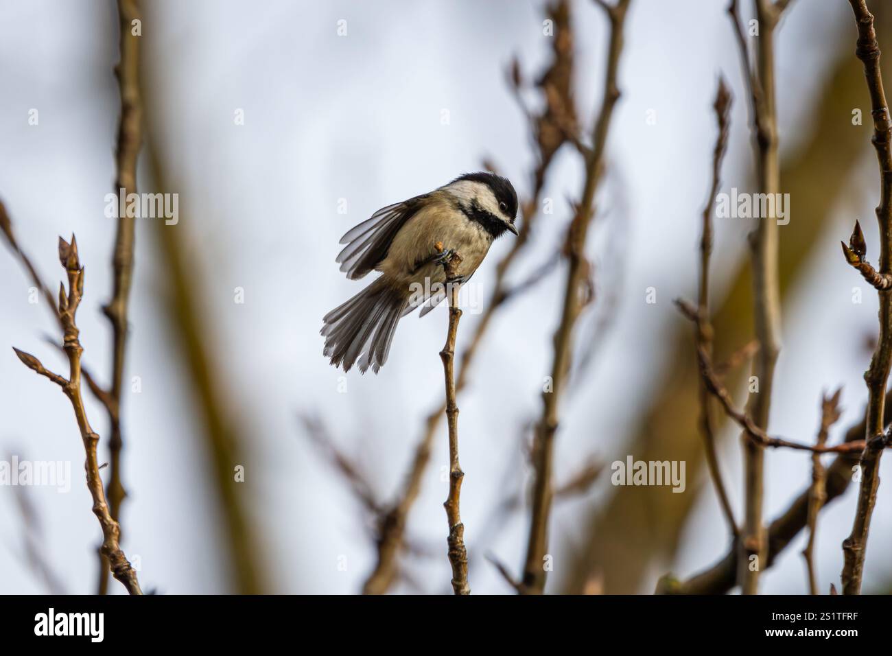 Black-capped Chickadee landing on a small branch at Whitaker Ponds ...