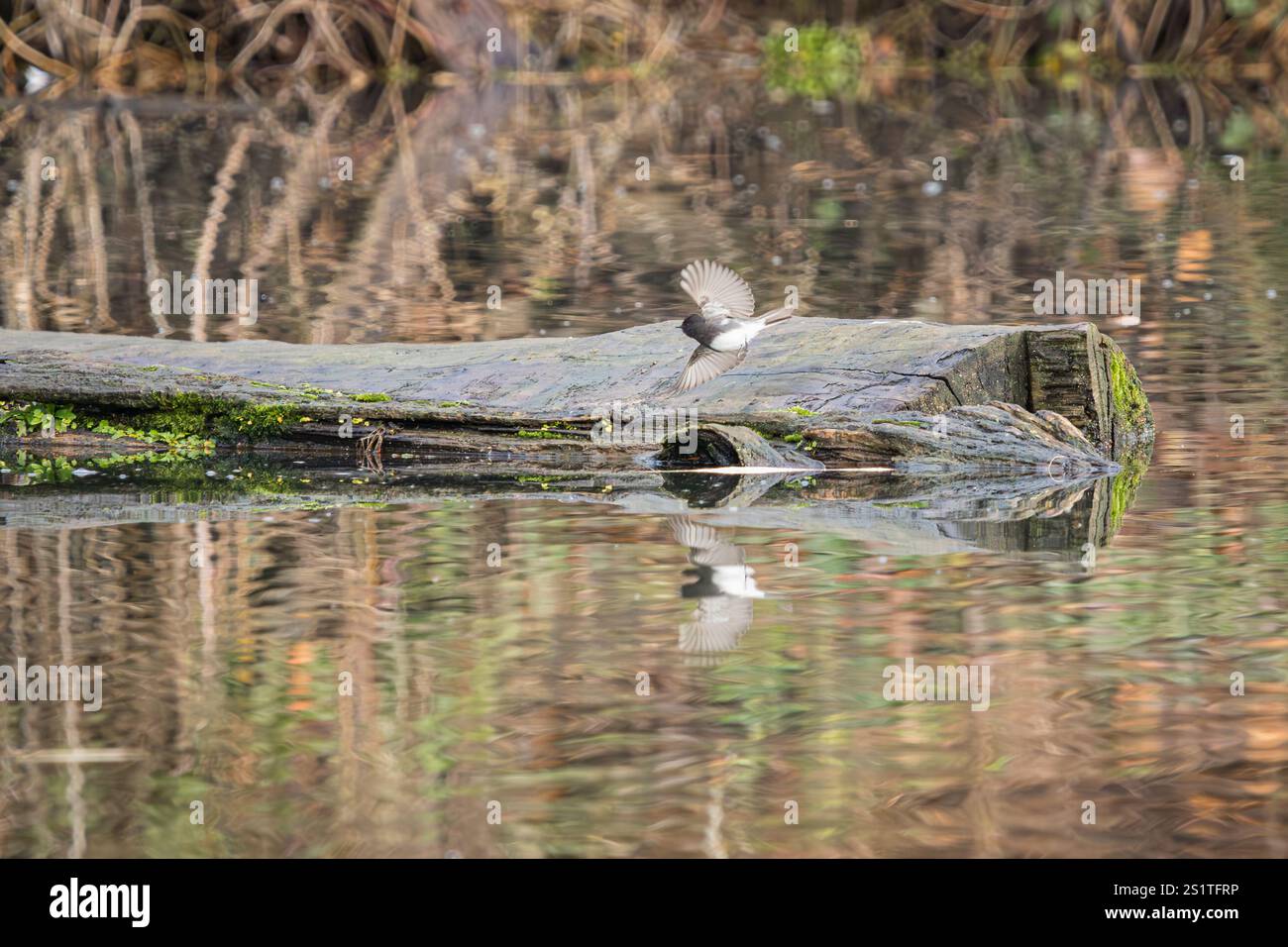 Black Phoebe in flight over the lake at Whitaker Ponds Nature Park in ...