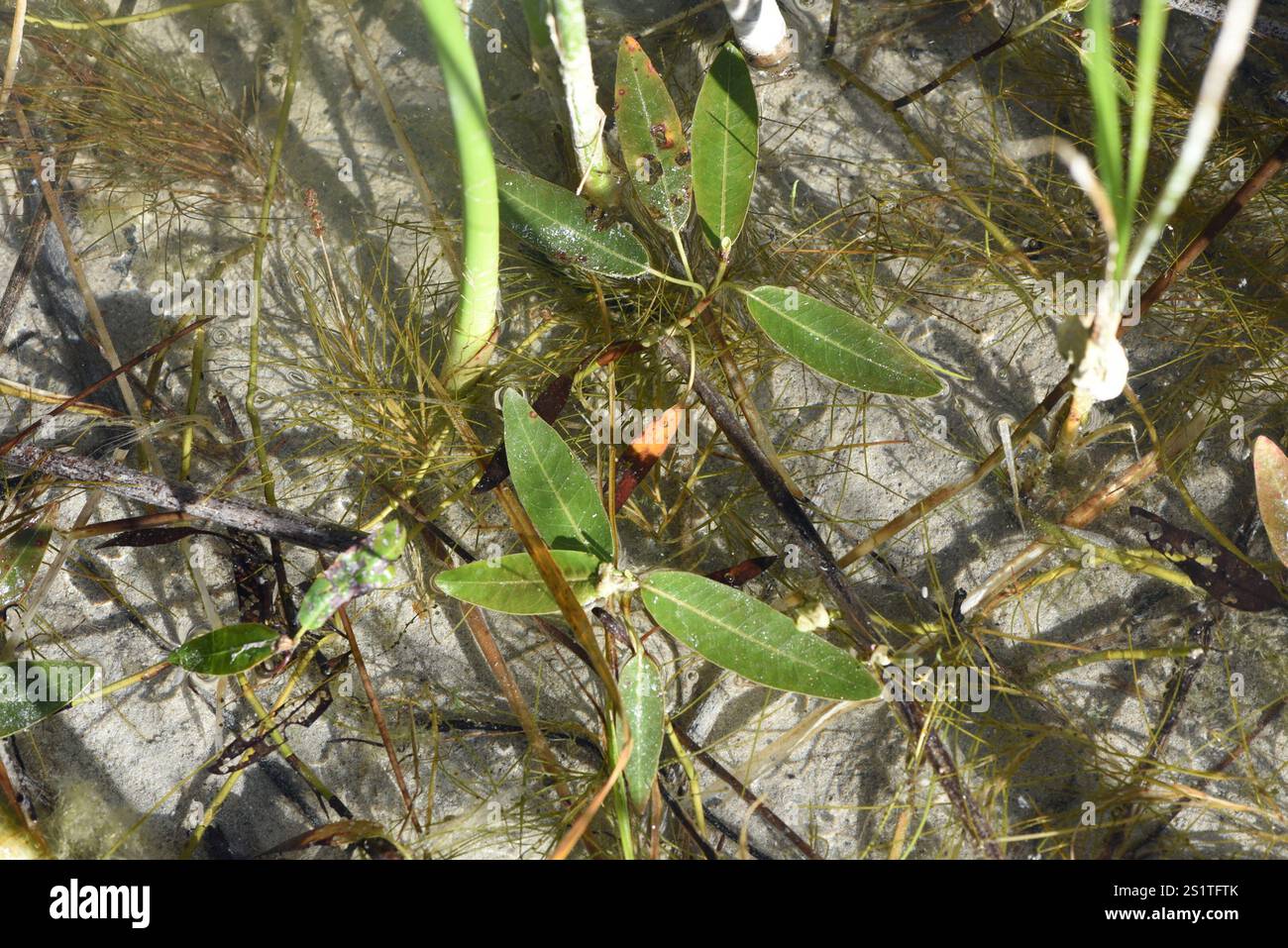 water smartweed (Persicaria amphibia Stock Photo - Alamy