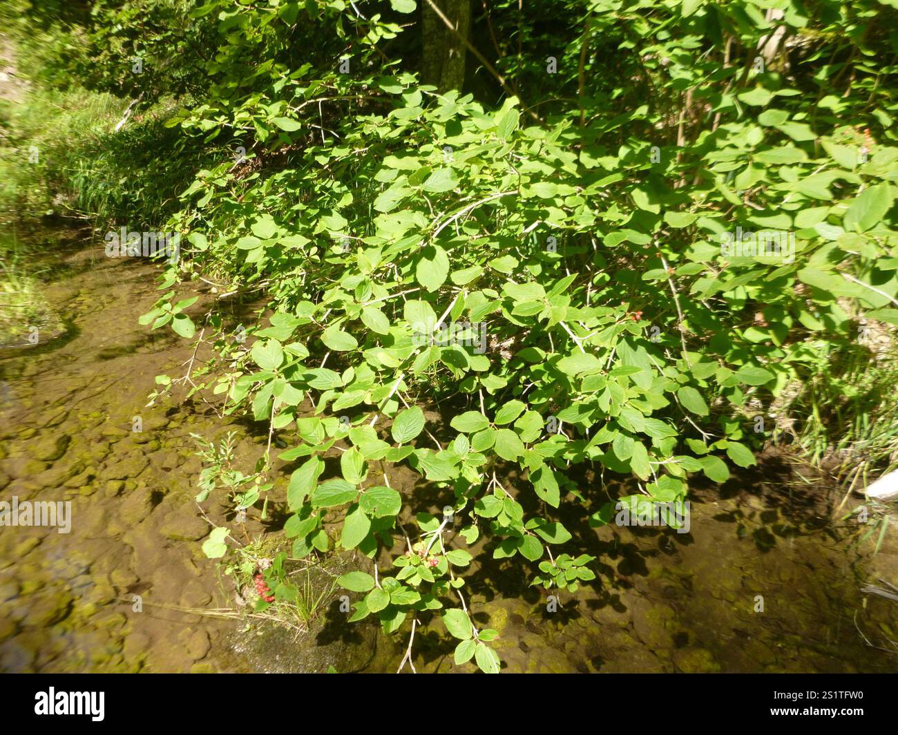 Wayfaring-tree (Viburnum lantana Stock Photo - Alamy