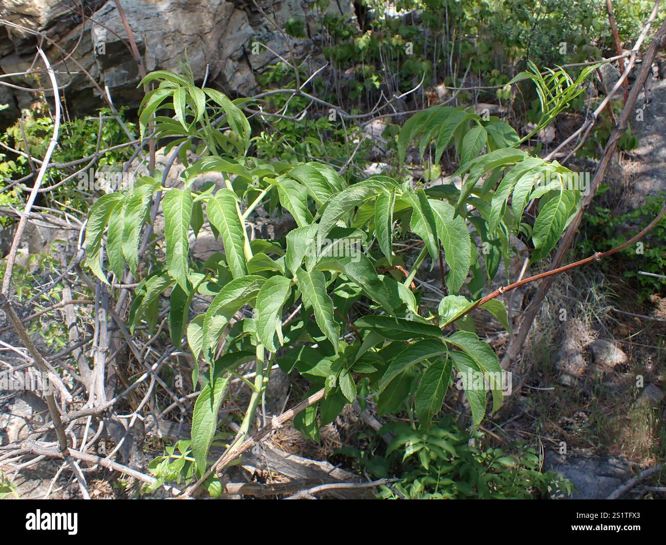 blue elder (Sambucus cerulea Stock Photo - Alamy